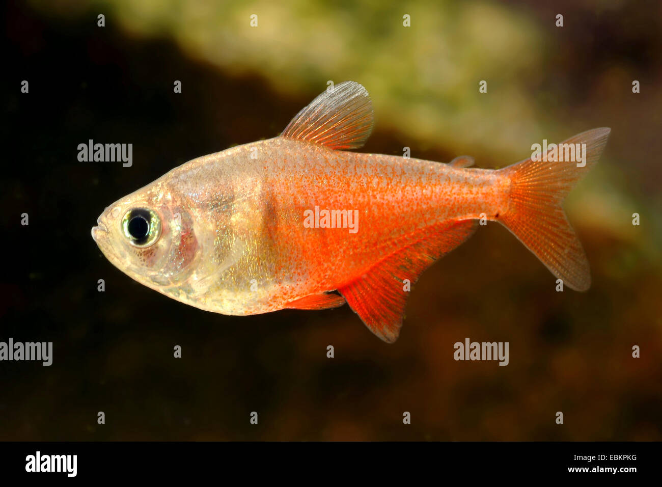 Poisson tétra Banque de photographies et d’images à haute résolution ...