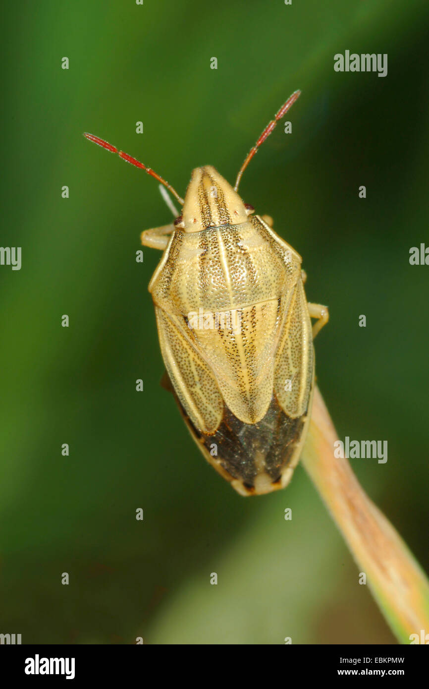 évêques mitre Banque de photographies et d’images à haute résolution ...