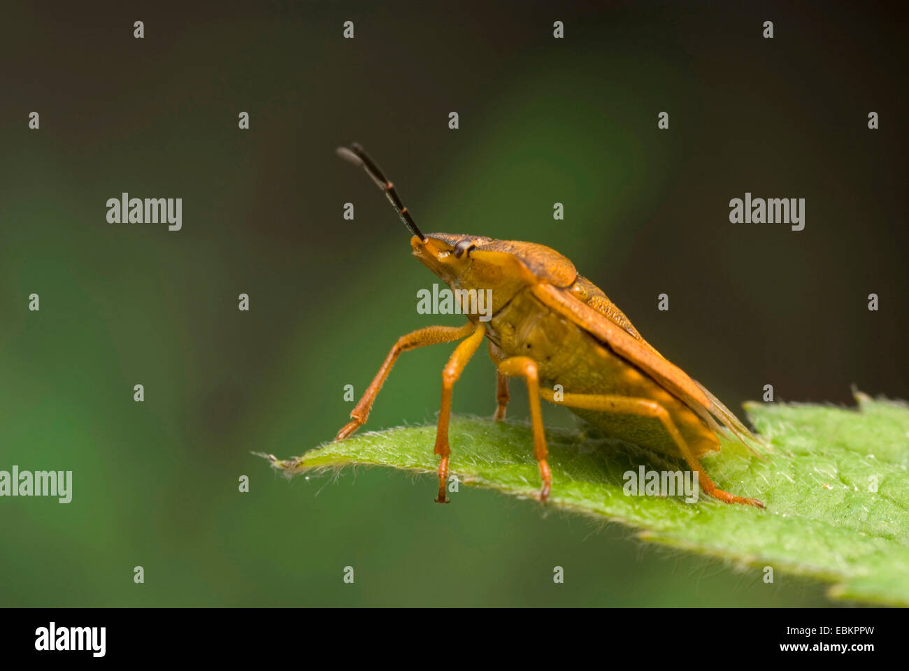 Insecte animal insecte noir Banque de photographies et d’images à haute ...