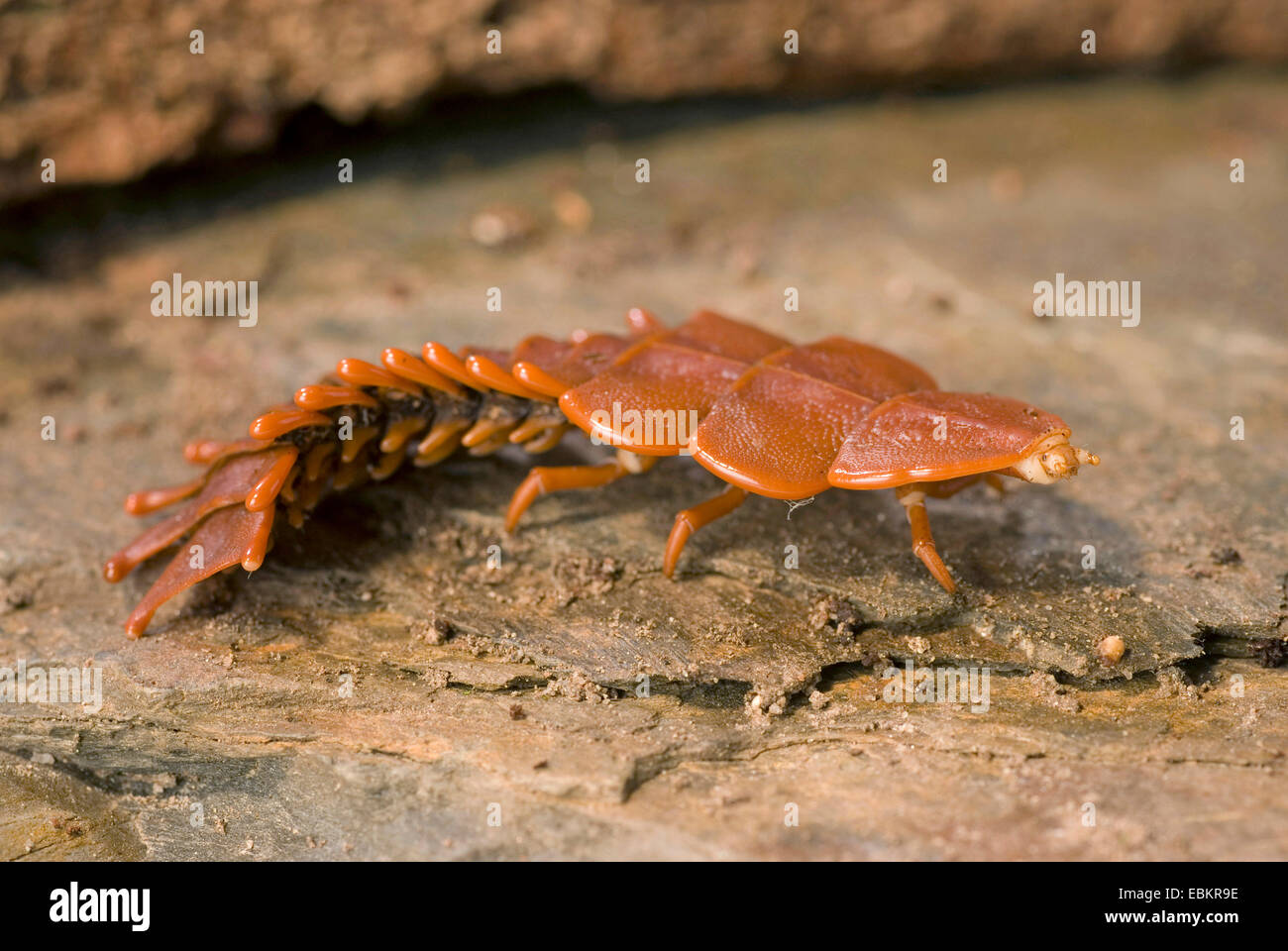 Trilobite beetles Banque de photographies et d’images à haute ...
