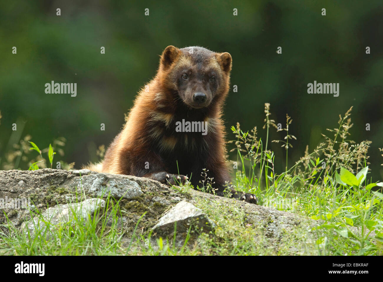 Glouton animal Banque de photographies et d’images à haute résolution ...