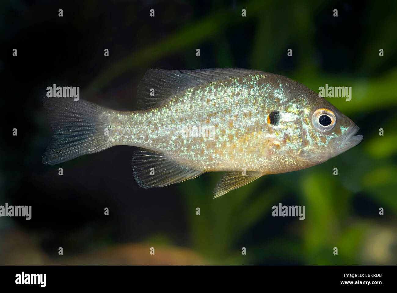 Pumpkinseed sunfish lepomis gibbosus Banque de photographies et d ...