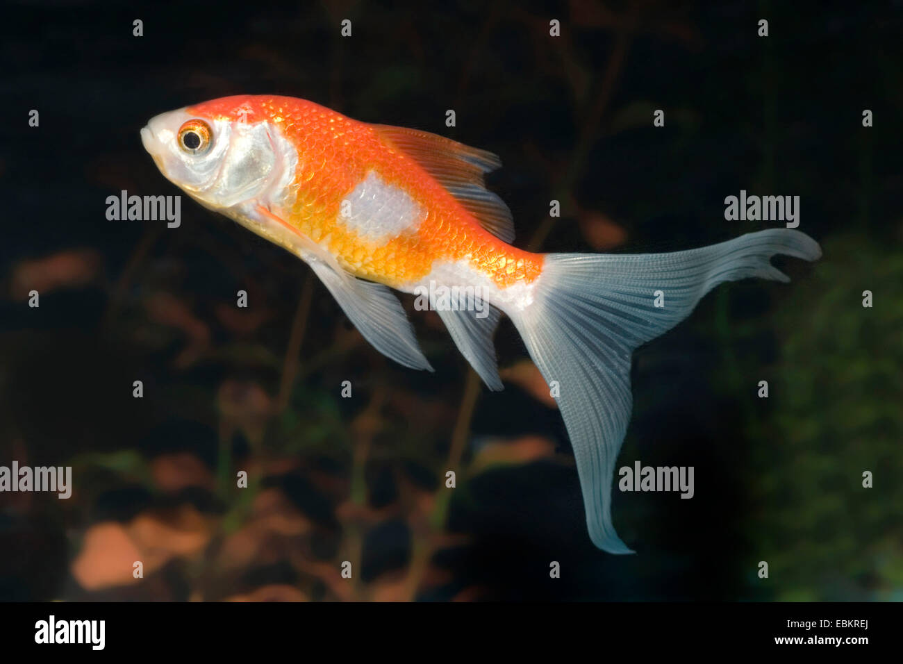 Poisson Rouge Carassius Auratus Banque d'image et photos - Alamy
