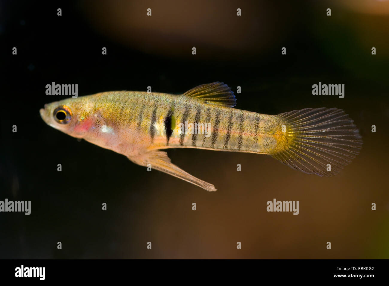 Poisson tigre Banque de photographies et d’images à haute résolution ...