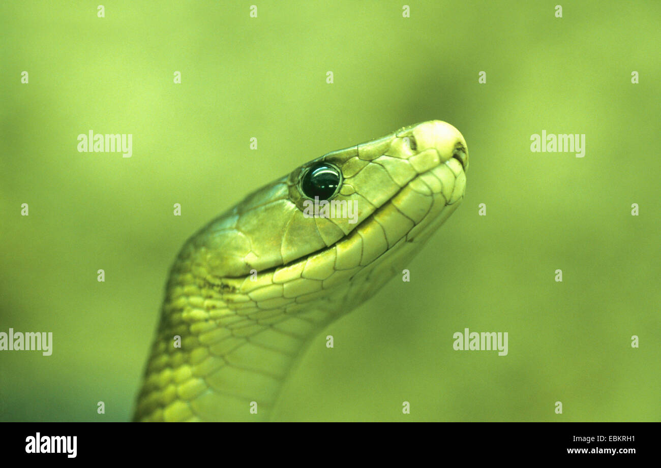 Mamba noir Banque de photographies et d’images à haute résolution - Alamy