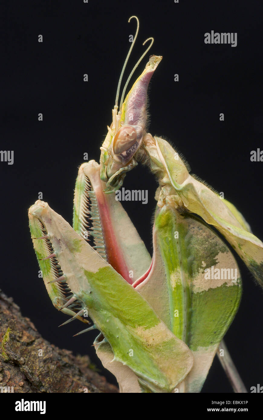 Les diables Banque de photographies et d’images à haute résolution - Alamy