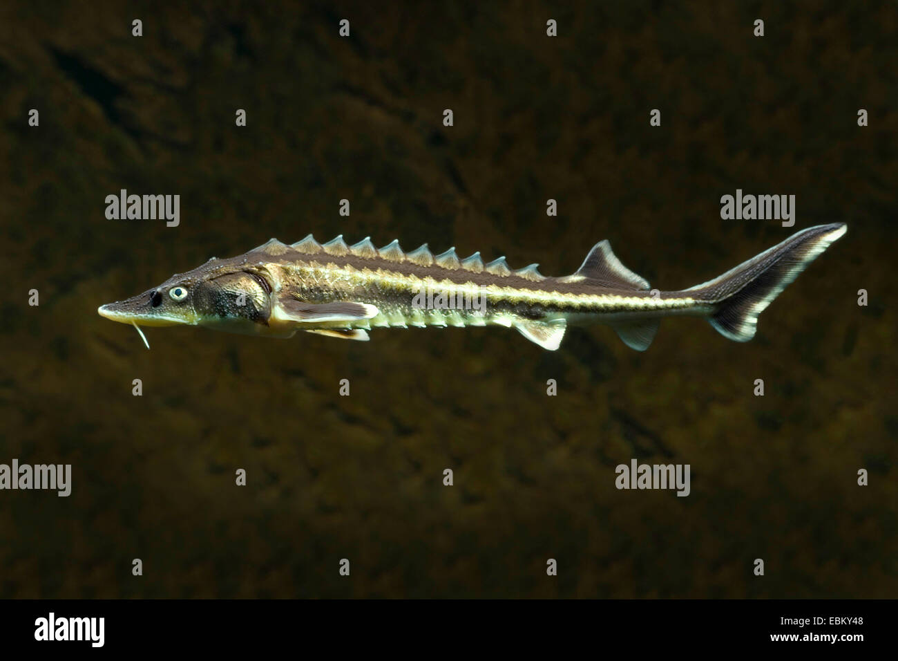 Sturgeon fish Banque de photographies et d’images à haute résolution ...