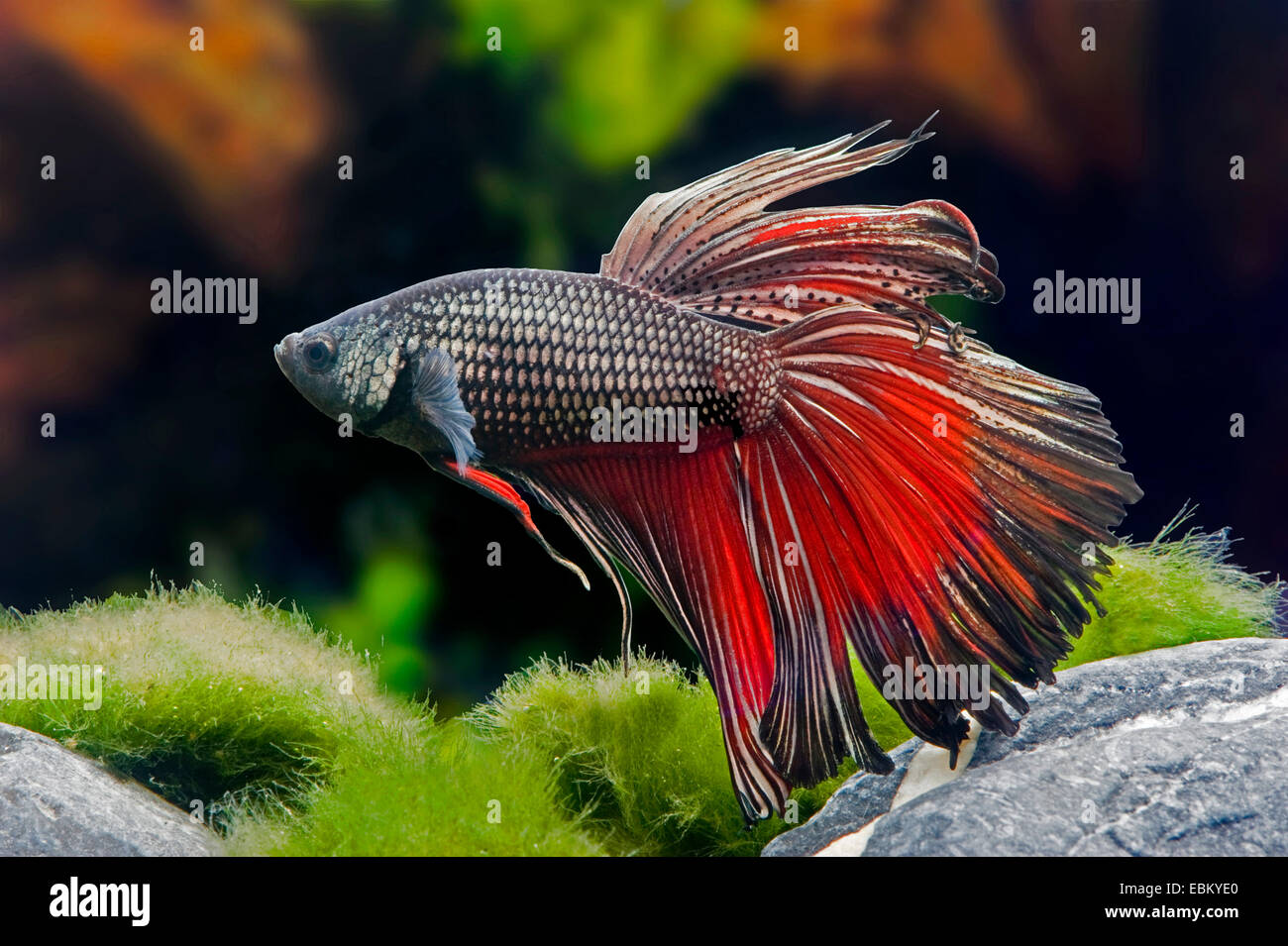 Fighter fish Banque de photographies et d’images à haute résolution - Alamy
