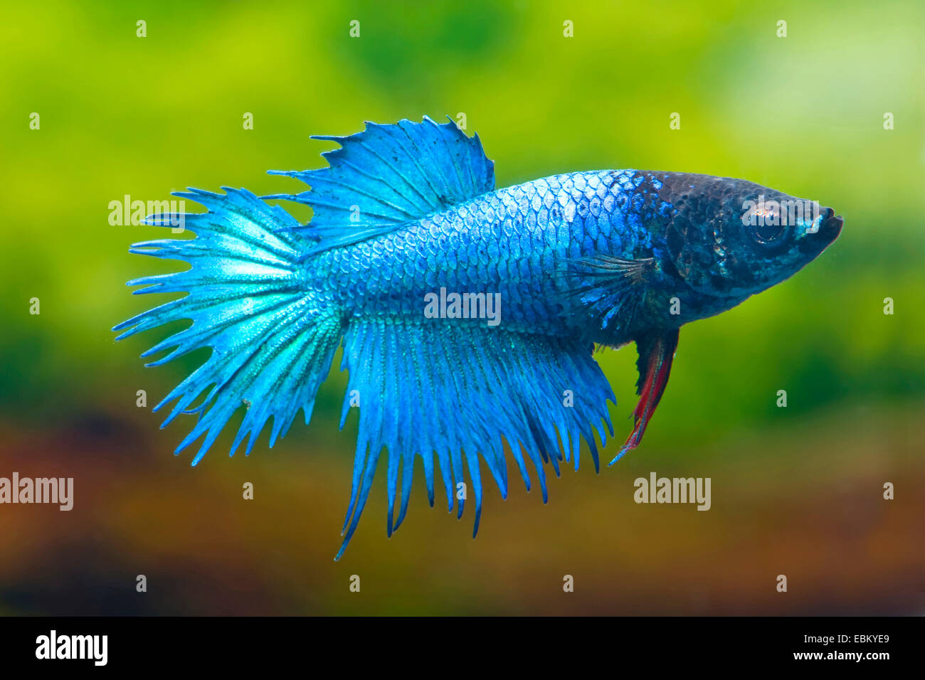 Poisson de combat siamois betta splendens Banque de photographies et d ...