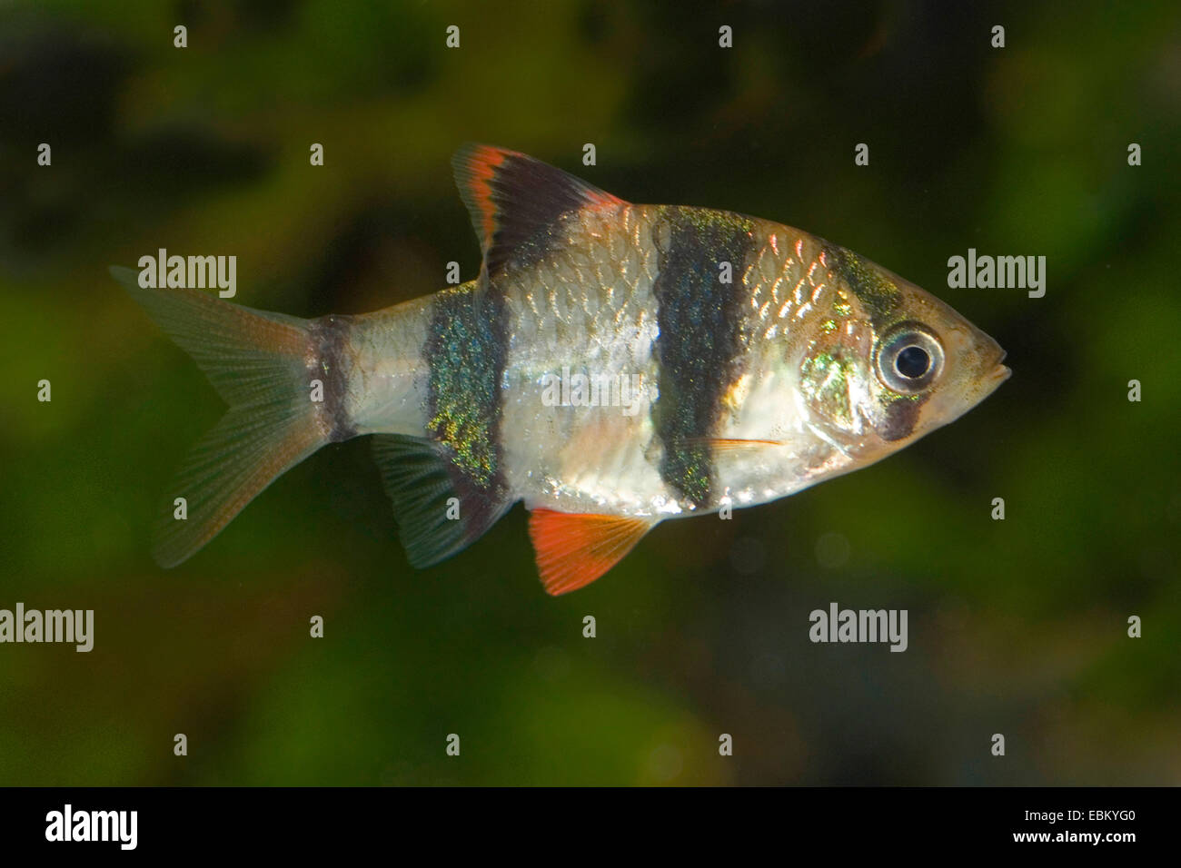 Poisson tigre Banque de photographies et d’images à haute résolution ...