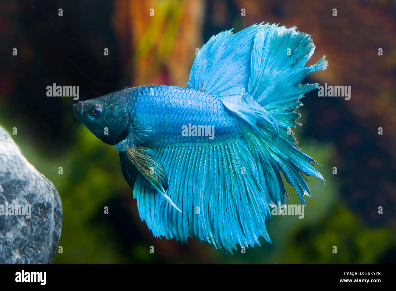 Halfmoon betta Banque de photographies et d’images à haute résolution ...