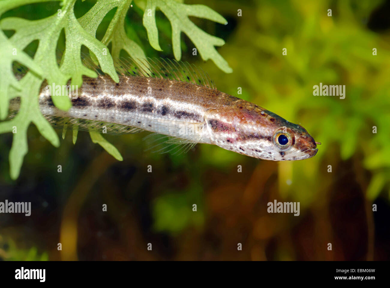 Tête de serpent (Channa bankanensis Bangka), natation Photo Stock - Alamy
