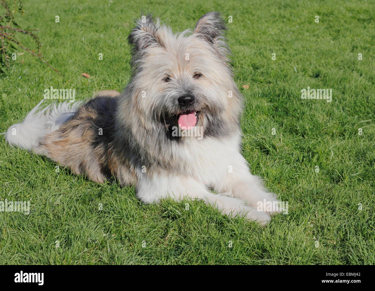 Chien personne Banque de photographies et d’images à haute résolution ...