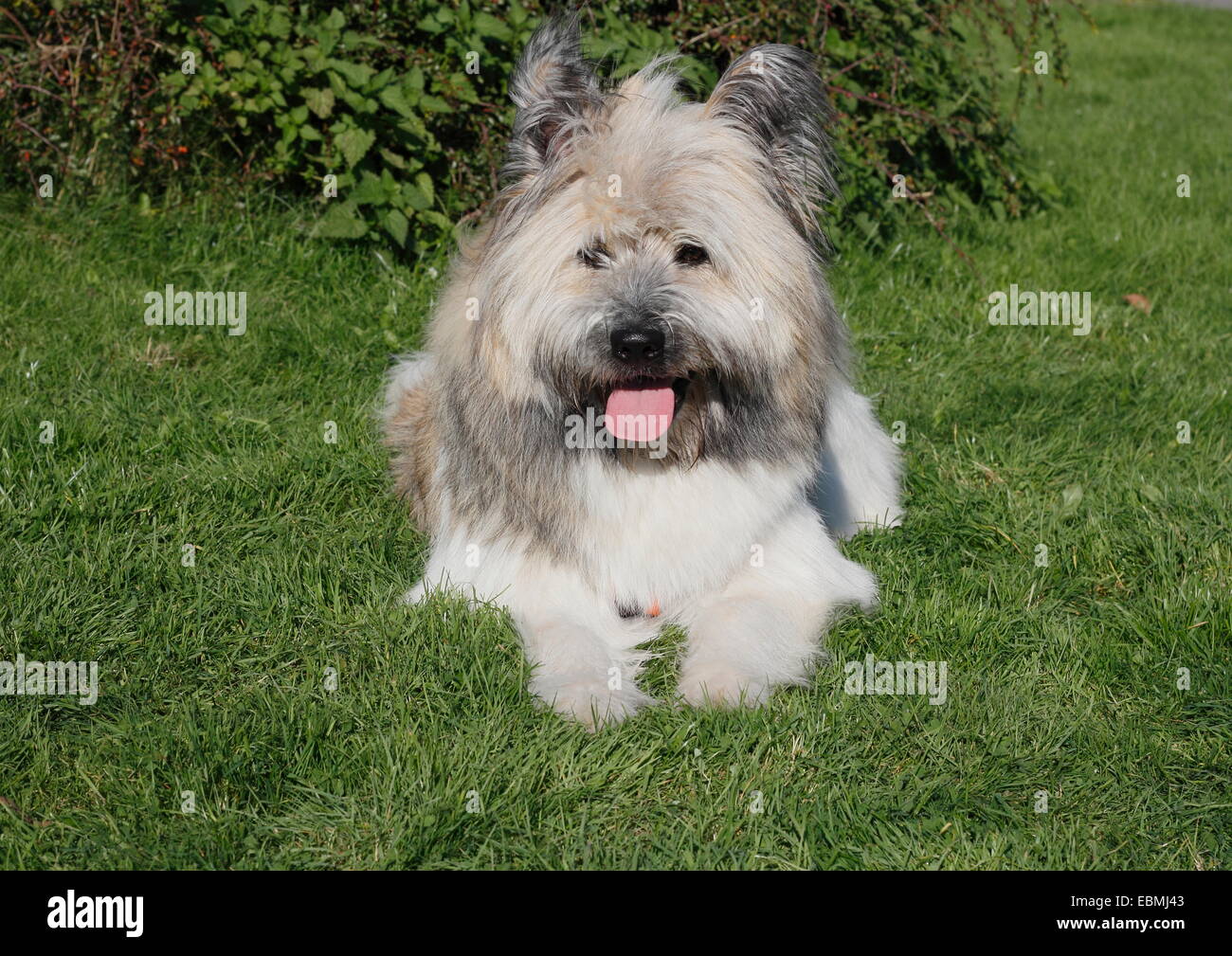 Chien elo Banque de photographies et d’images à haute résolution - Alamy