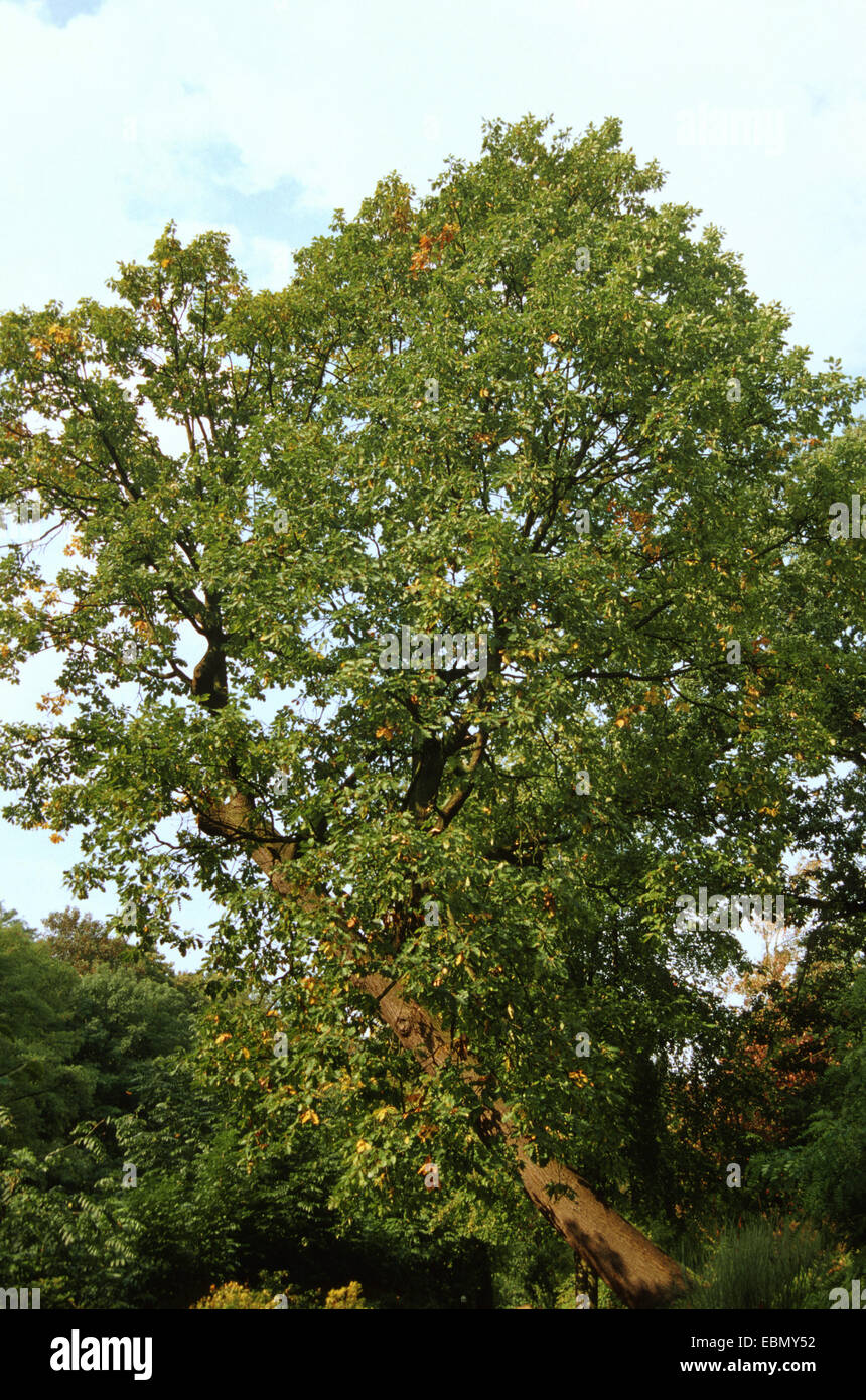 Chêne sessile (Quercus petraea), seul arbre, Allemagne Photo Stock - Alamy