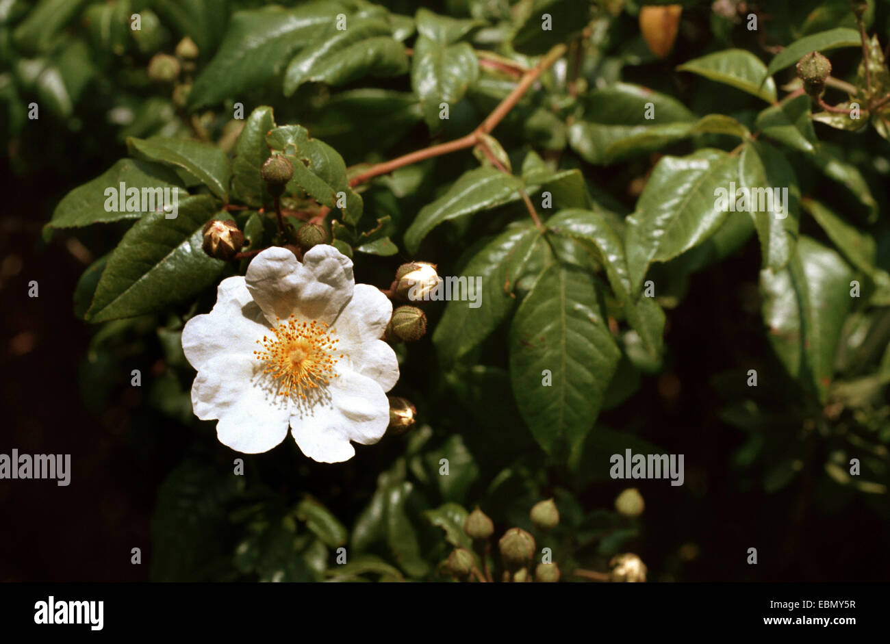 Rosa sempervirens evergreen rose Banque de photographies et d’images à ...