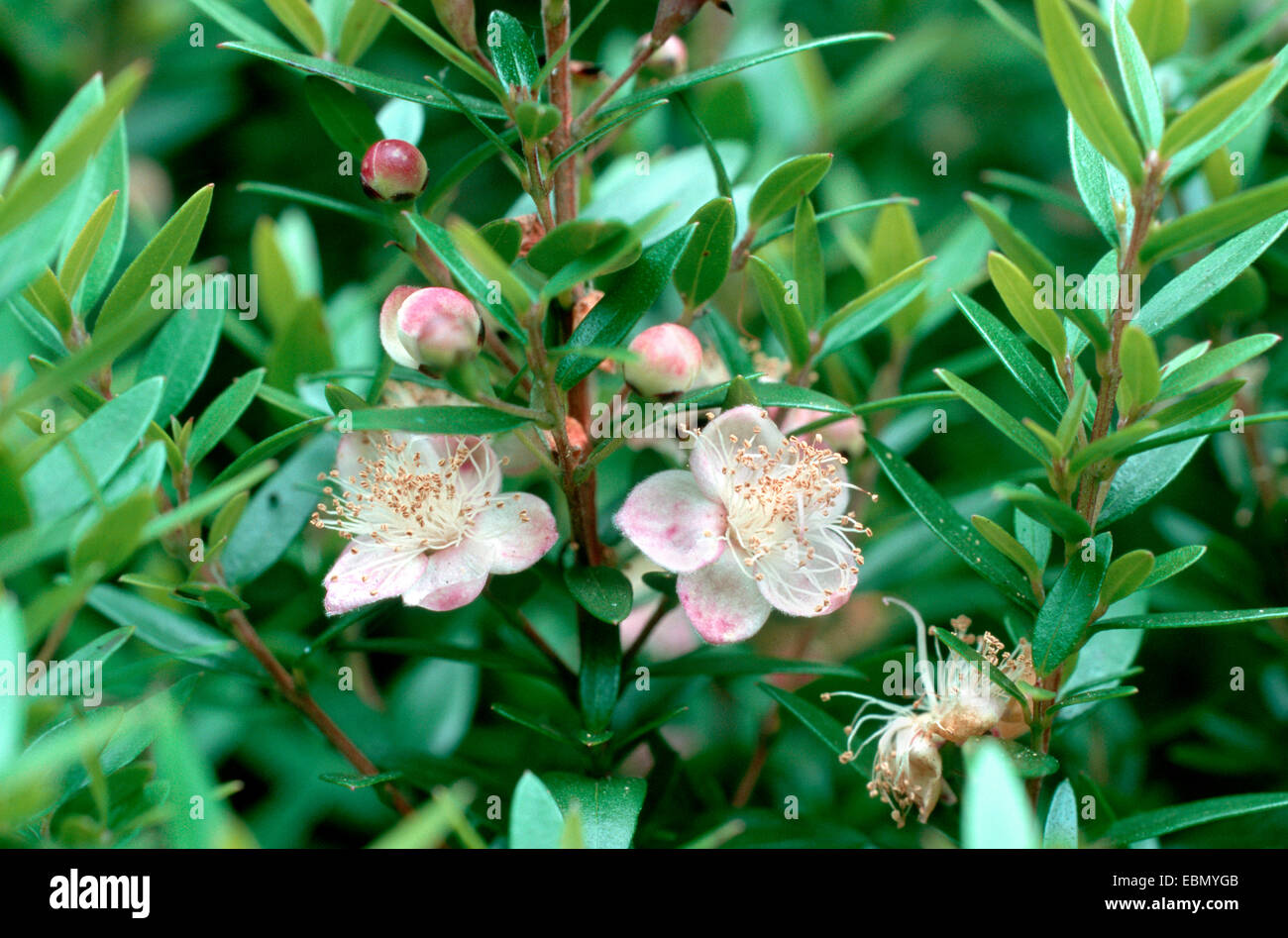 Myrtus communis Banque de photographies et d’images à haute résolution ...