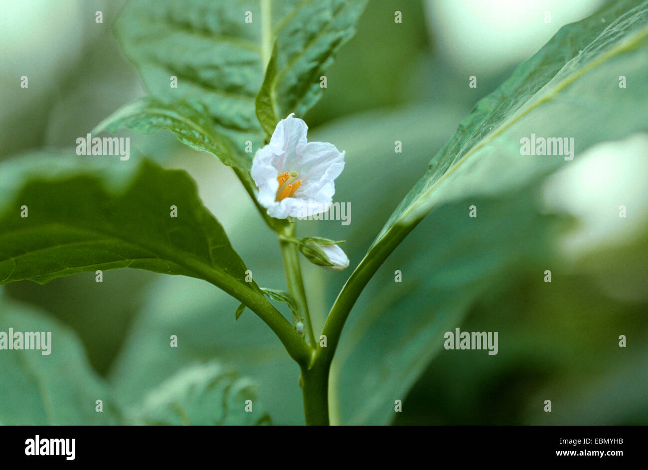 African eggplant solanum macrocarpon Banque de photographies et d ...