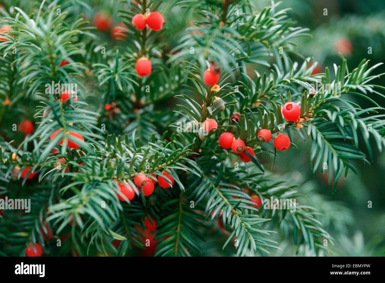 L'if commun, if anglais, l'if (Taxus baccata), avec des graines matures ...