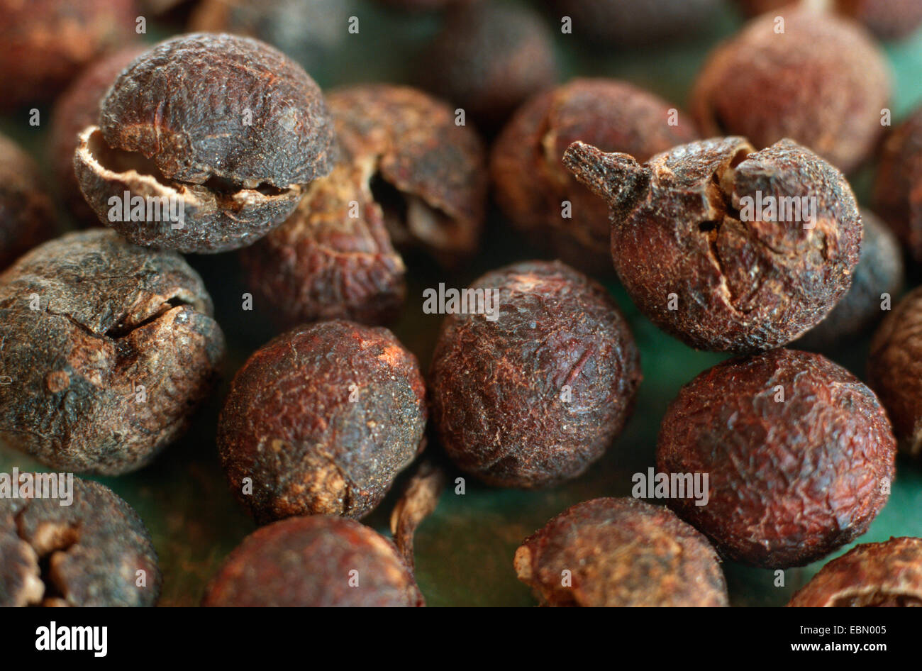 Cocculus indicus levant berry, poissons, petits fruits (Anamirta ...