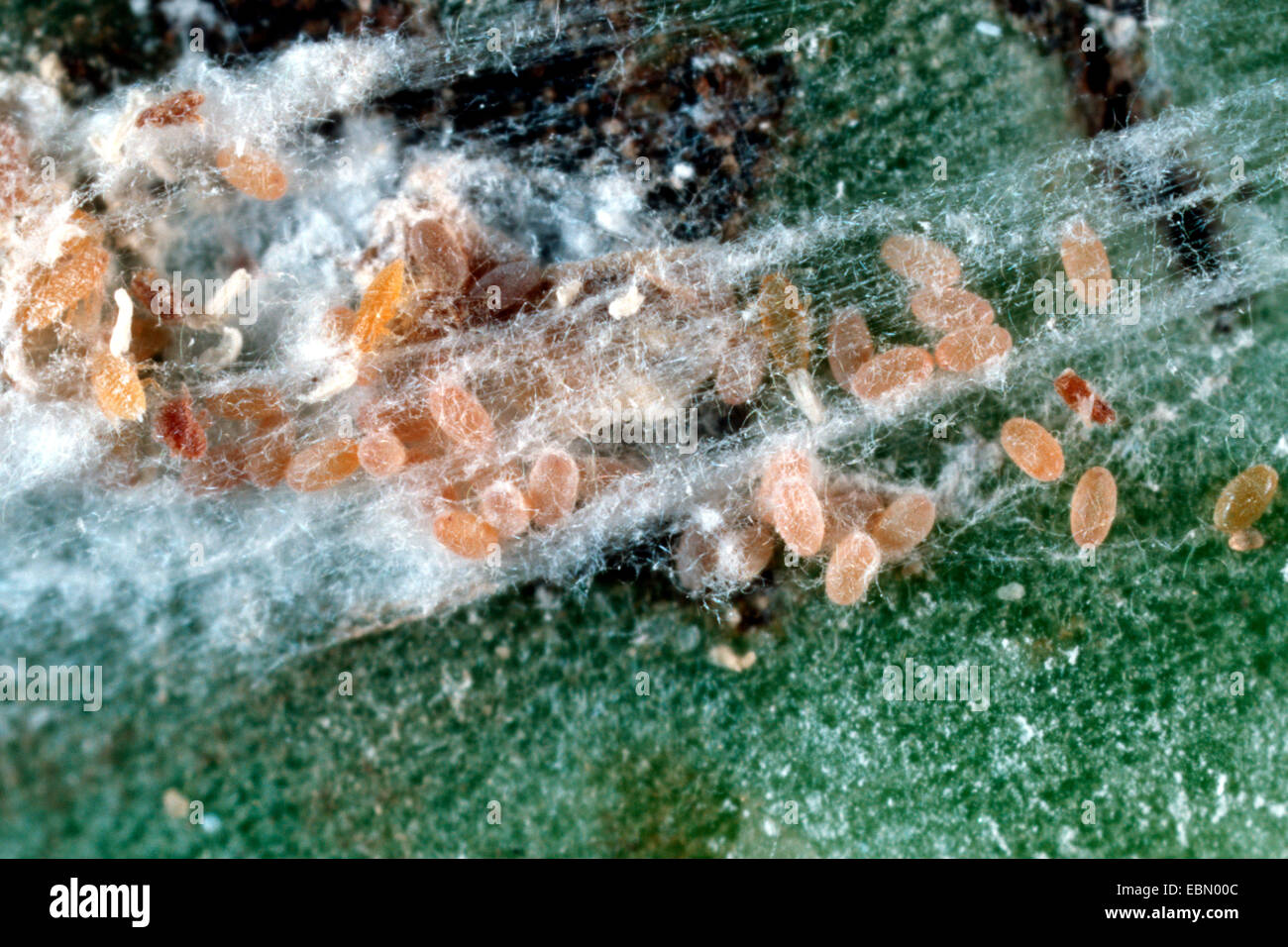 Cochenille farineuse Banque de photographies et d’images à haute ...