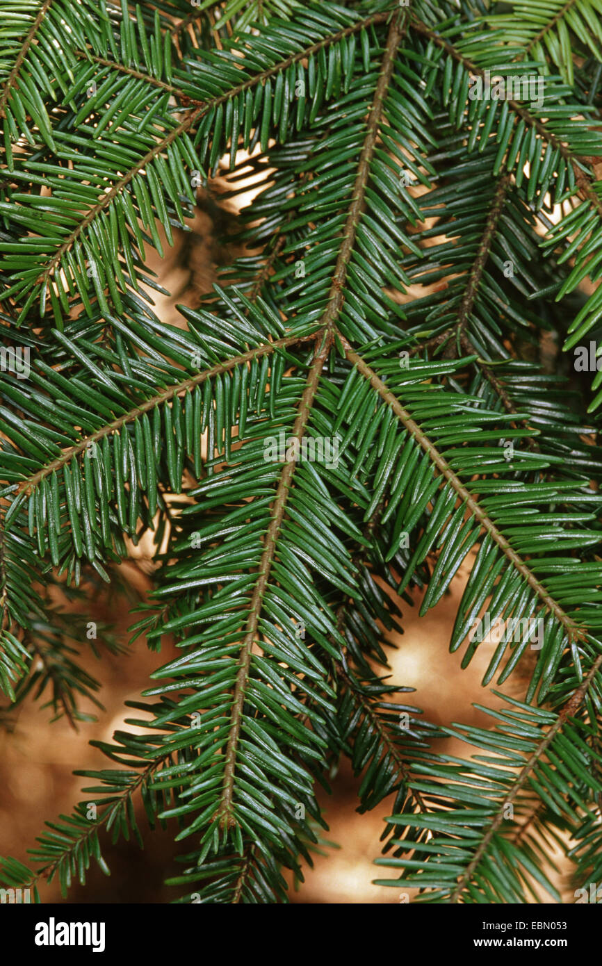 Arbre abies alba Banque de photographies et d’images à haute résolution - Alamy