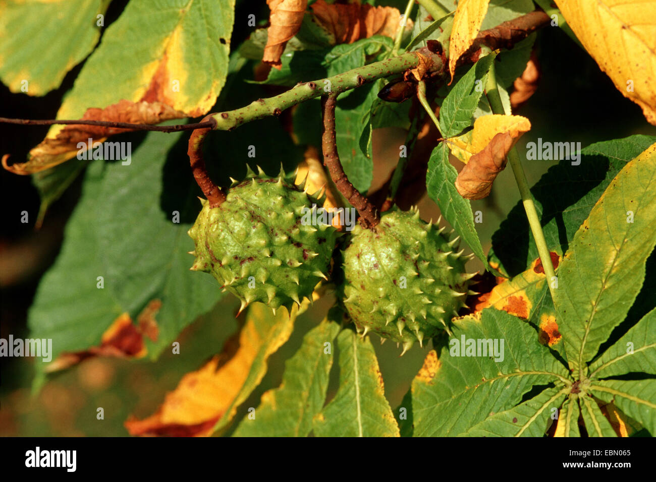 Le marronnier commun (Aesculus hippocastanum), de la direction générale ...