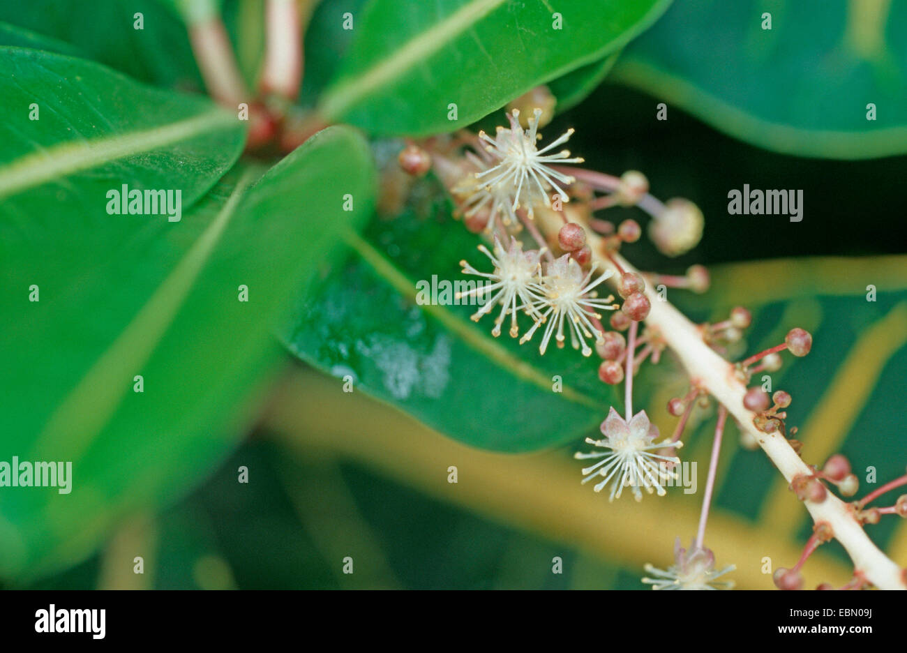 Croton plant codiaeum variegatum Banque de photographies et d’images à ...