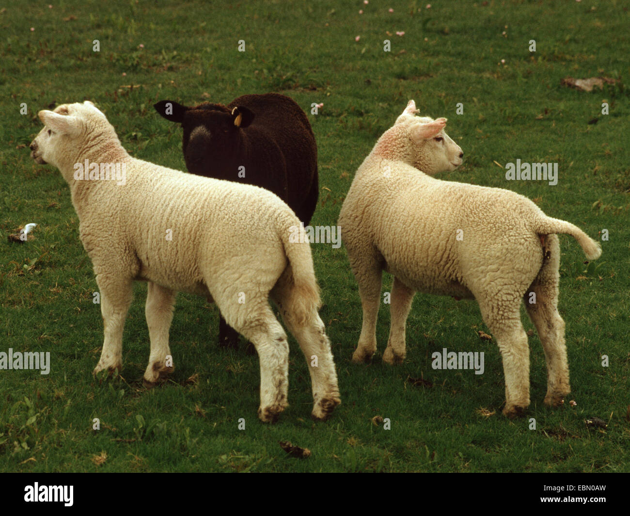 Domestic sheep breed Banque de photographies et d’images à haute ...