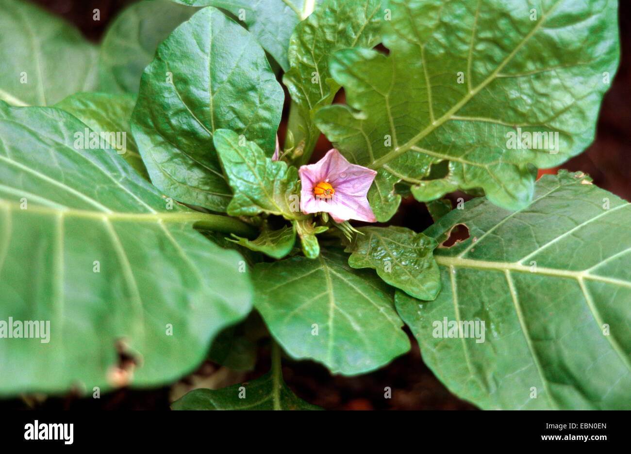 African eggplant solanum macrocarpon Banque de photographies et d ...