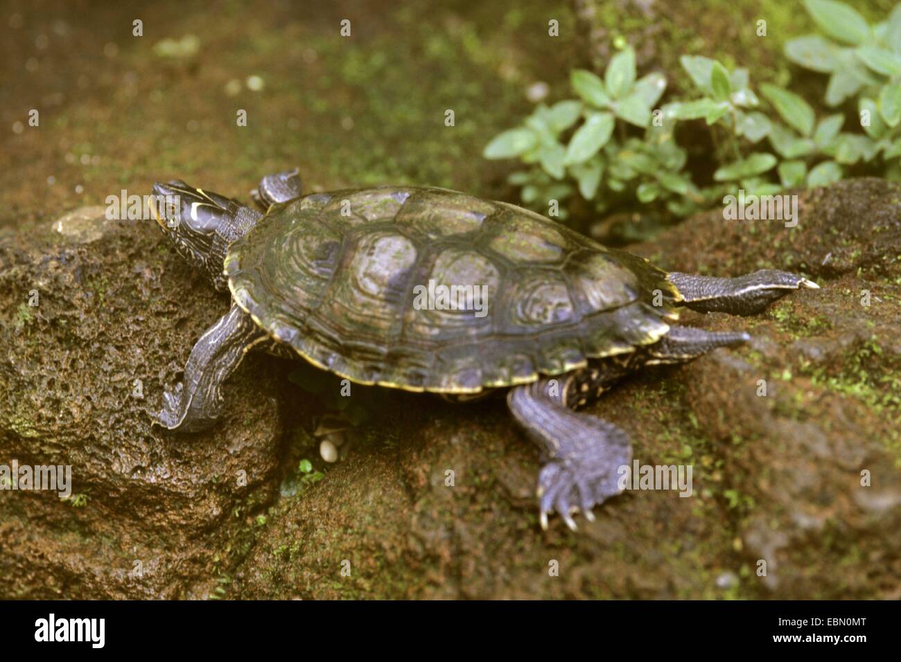 Faux La tortue géographique (Graptemys pseudogeographica), natation ...