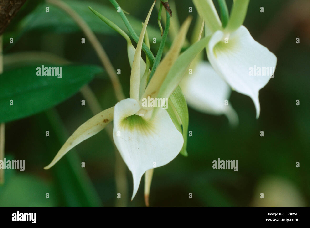 Angraecum orchids Banque de photographies et d’images à haute ...