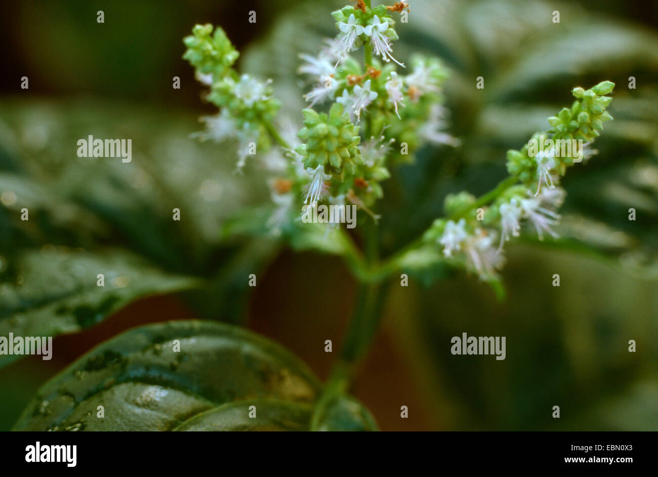 Patchouli plant Banque de photographies et d’images à haute résolution ...