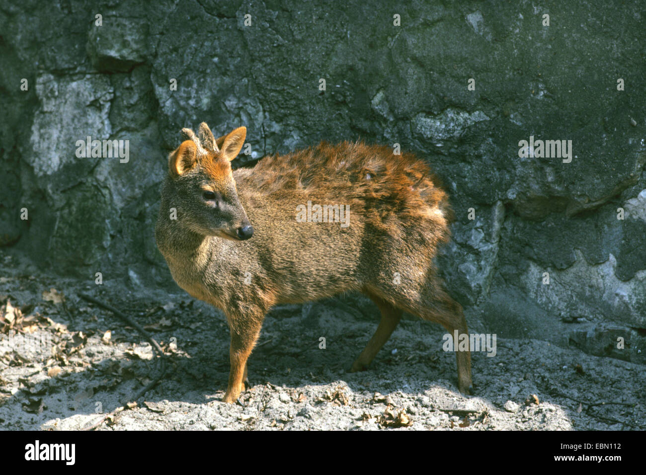 Pudu du sud Banque de photographies et d’images à haute résolution - Alamy