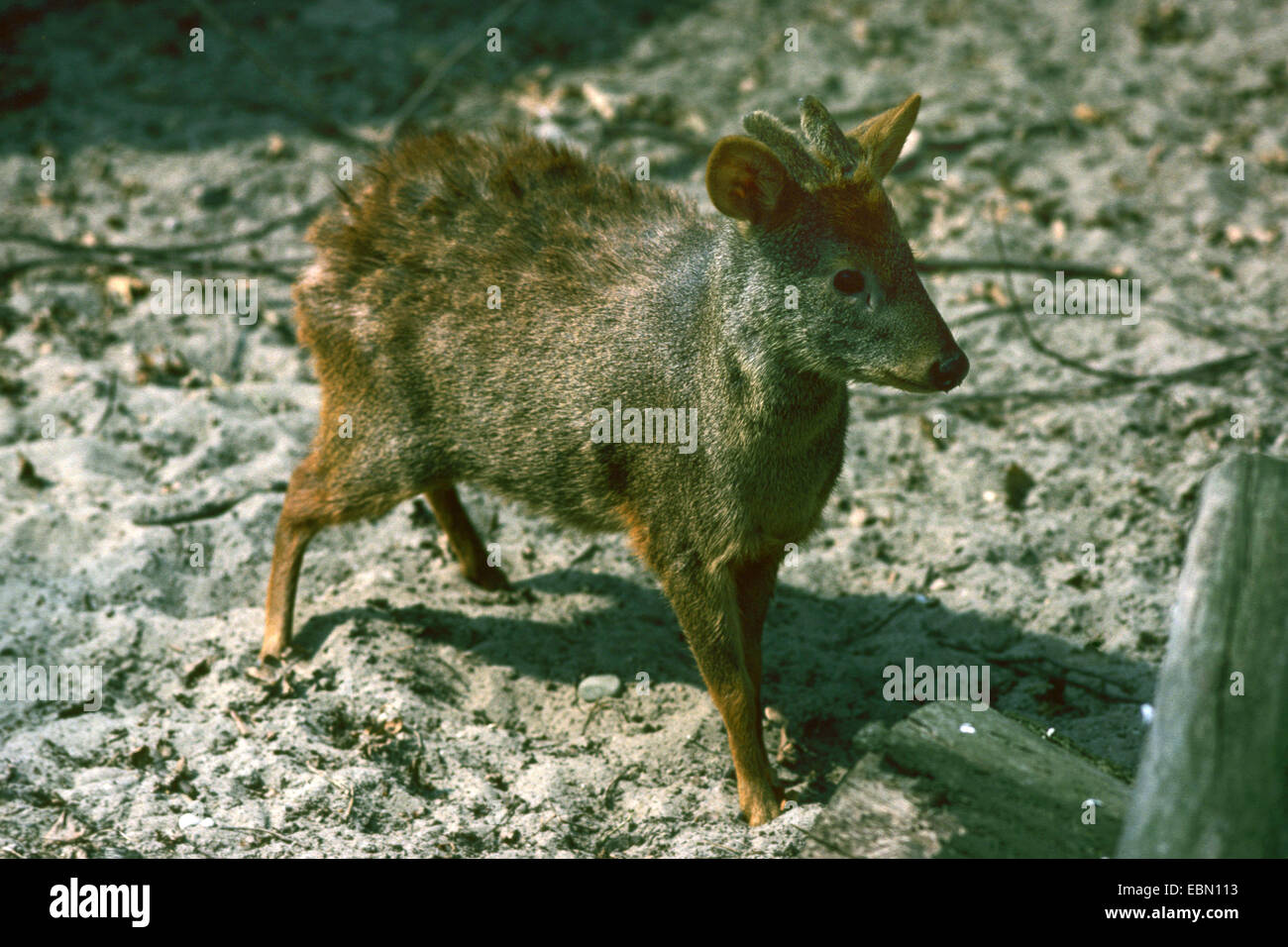 Pudu du sud Banque de photographies et d’images à haute résolution - Alamy