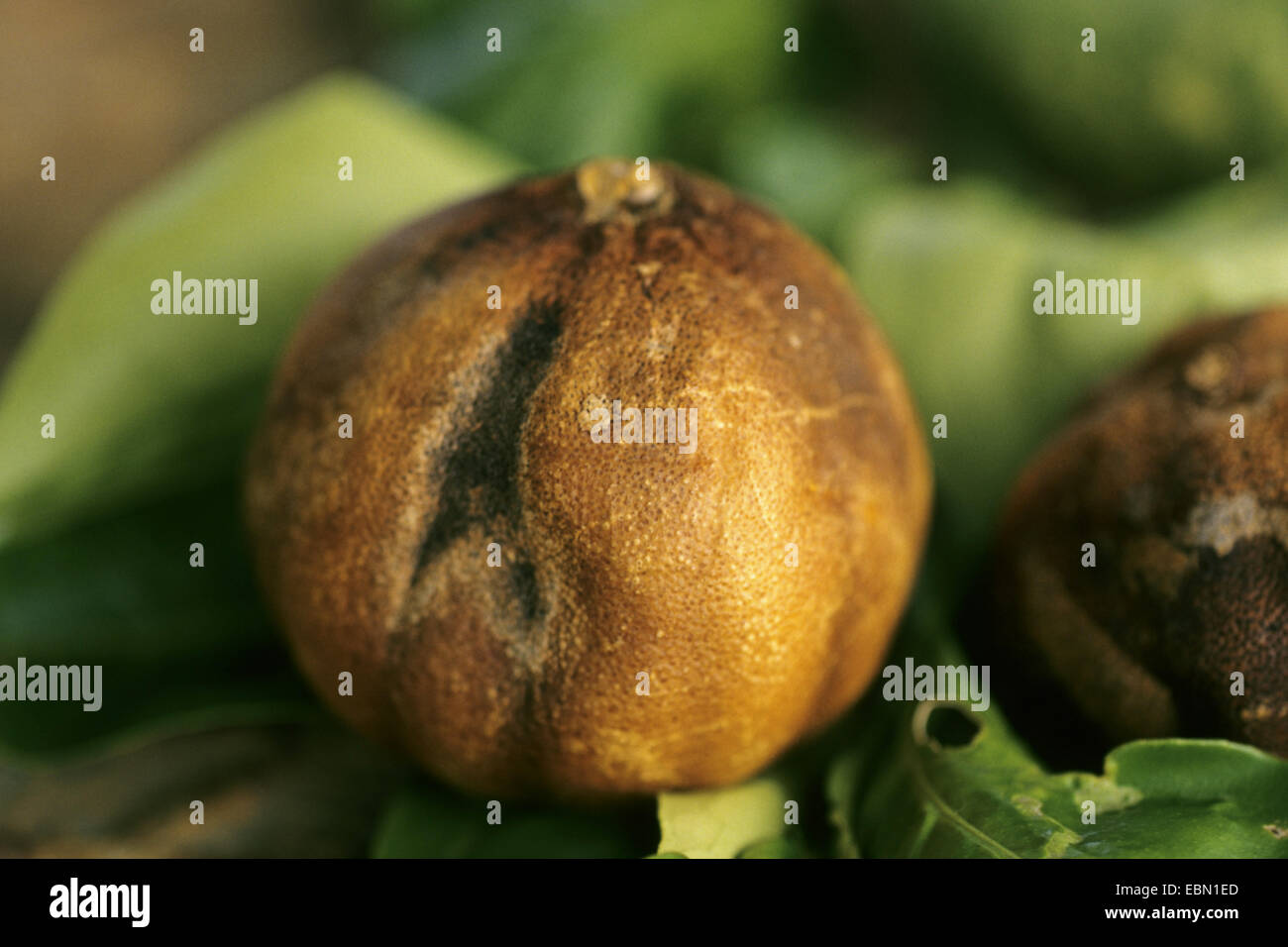 Fruits secs Banque de photographies et d’images à haute résolution - Alamy