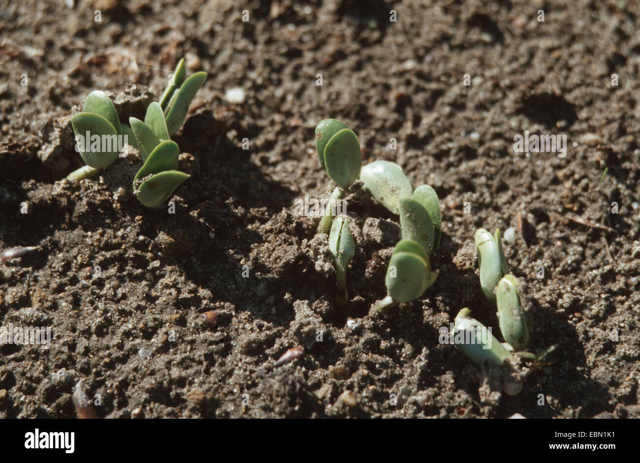 Soya germ Banque de photographies et d’images à haute résolution - Alamy