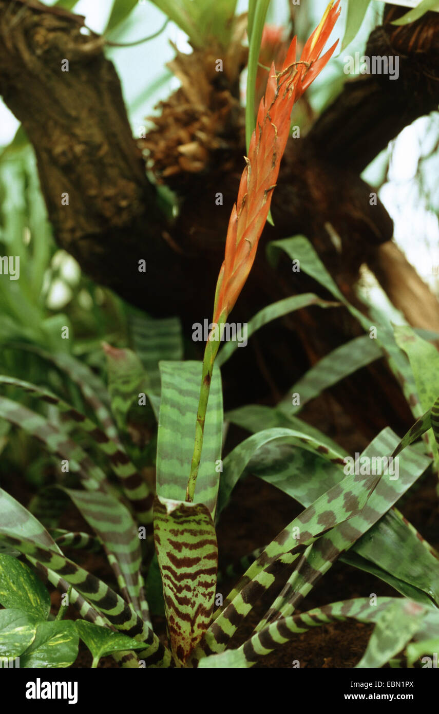 Vriesea splendens Banque de photographies et d’images à haute ...