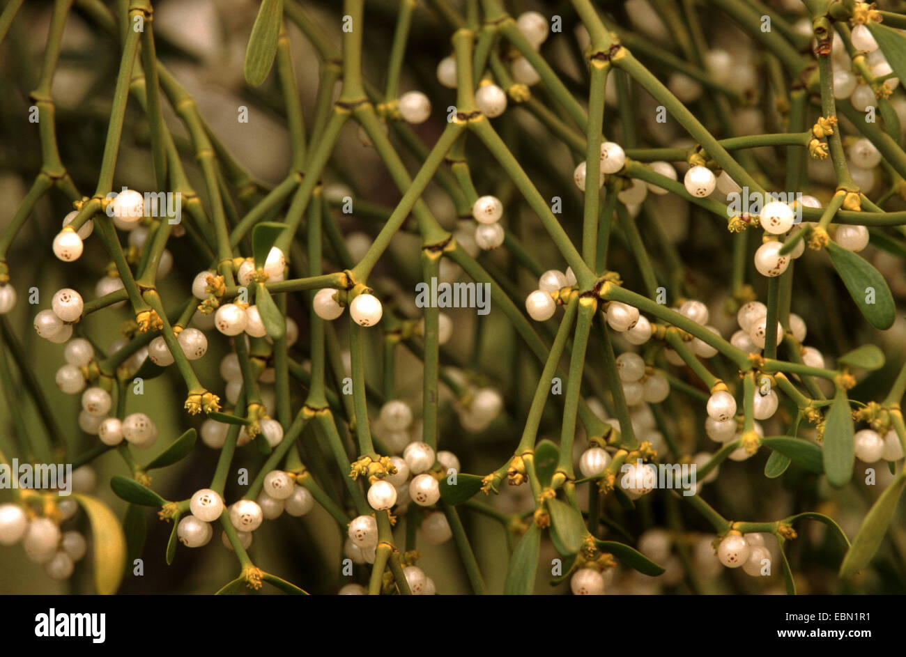 Gui Avec Des Fleurs Et Des Fruits Banque d'image et photos - Alamy