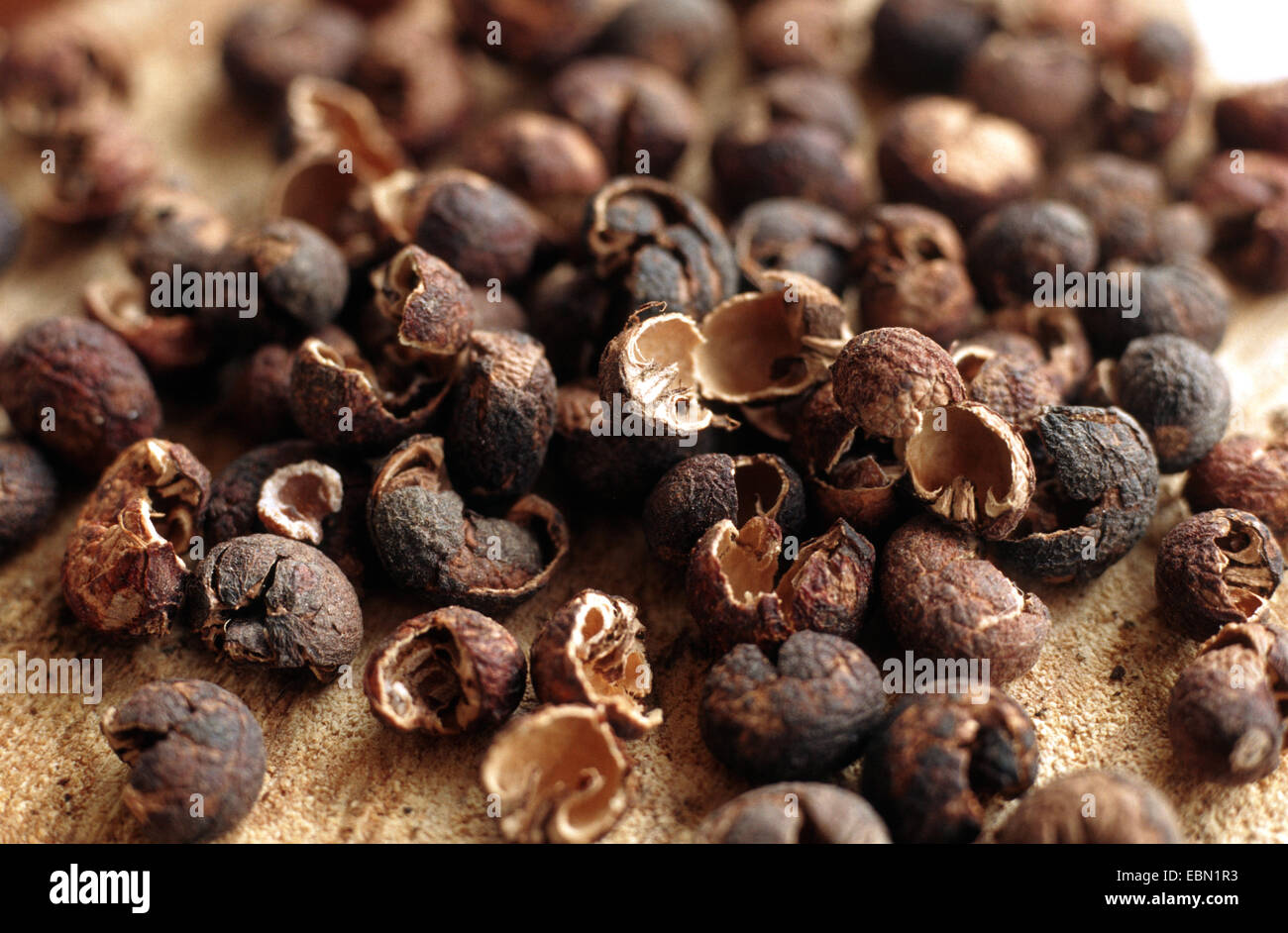 Plante de cocculus indicus Banque de photographies et d’images à haute ...