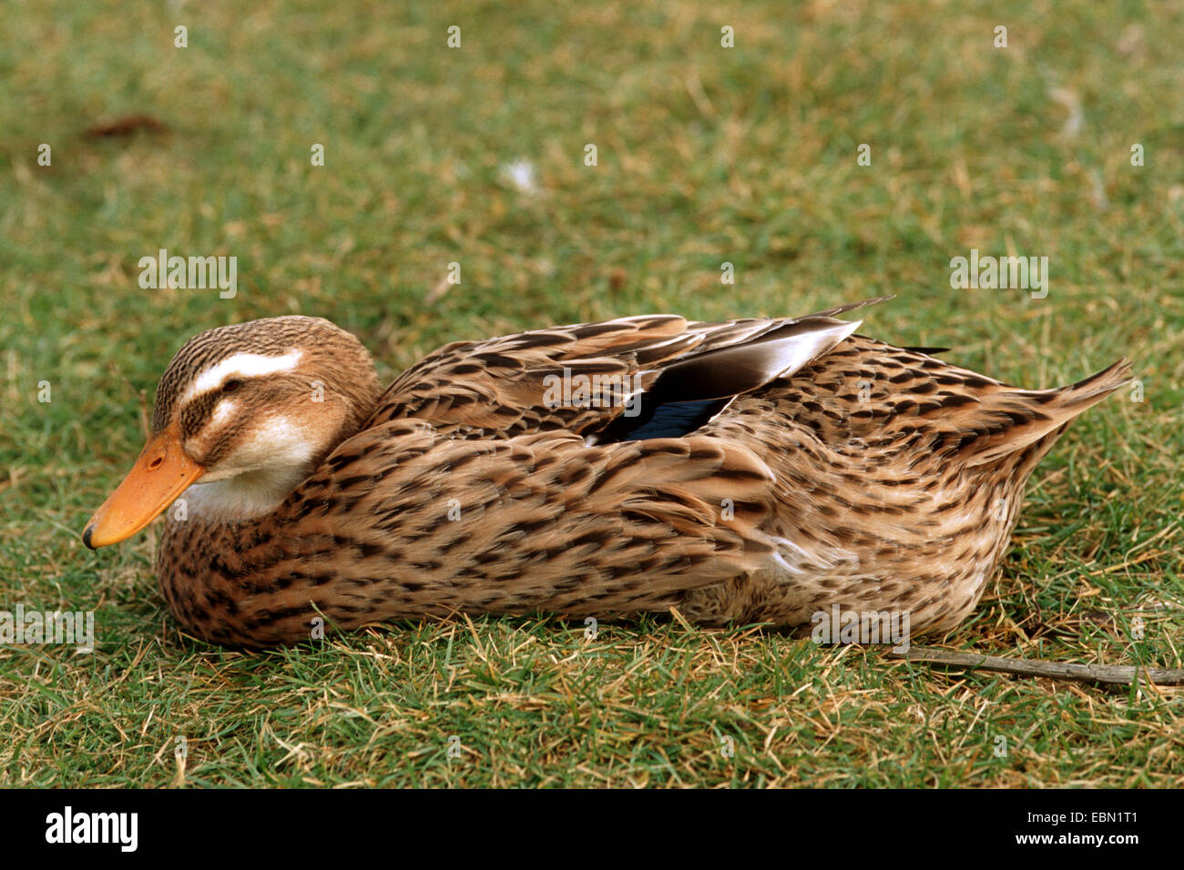 Rouen duck female Banque de photographies et d’images à haute ...