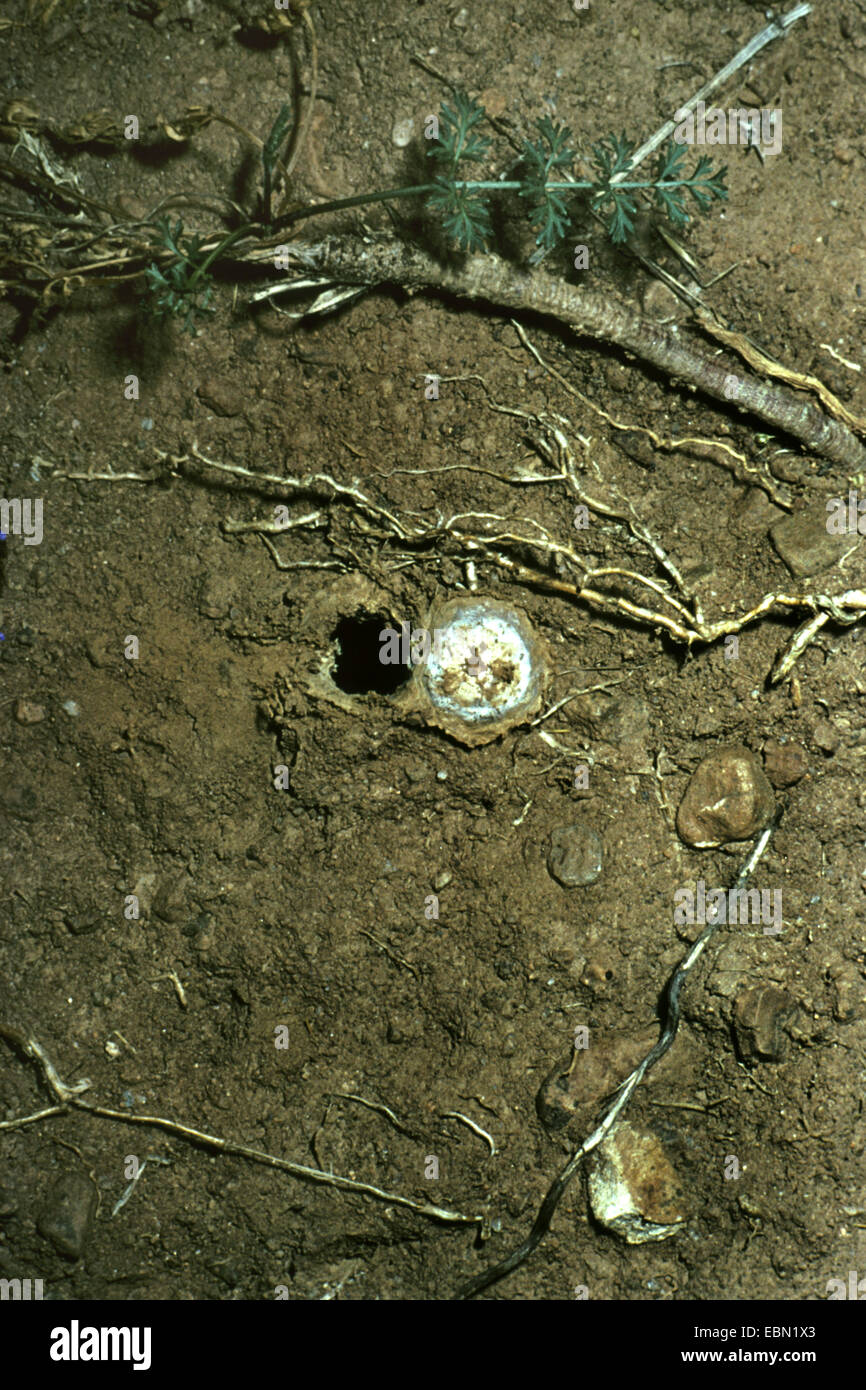 Trapdoor spiders ctenizidae Banque de photographies et d’images à haute ...
