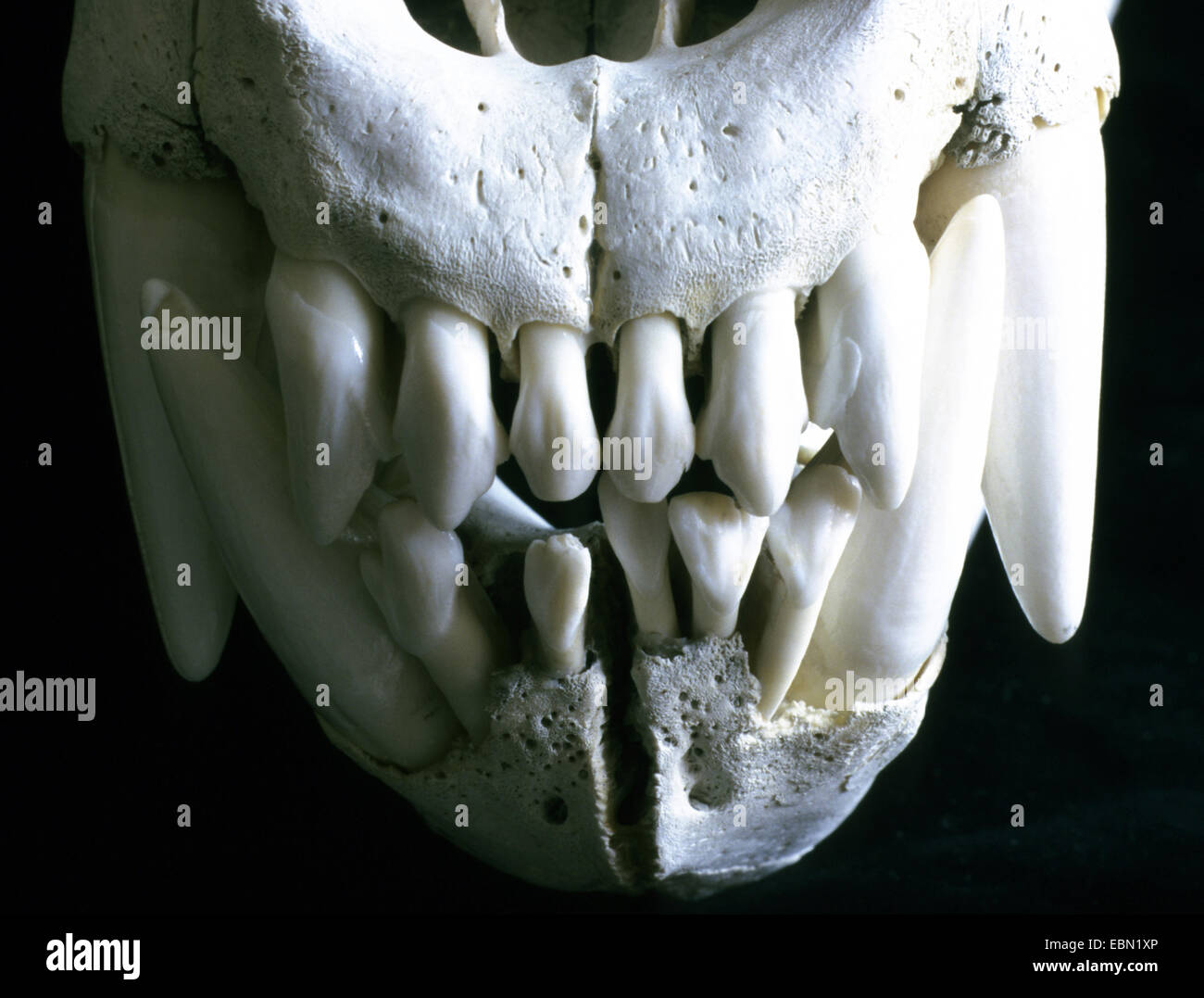 Dents d'ours Banque de photographies et d’images à haute résolution - Alamy