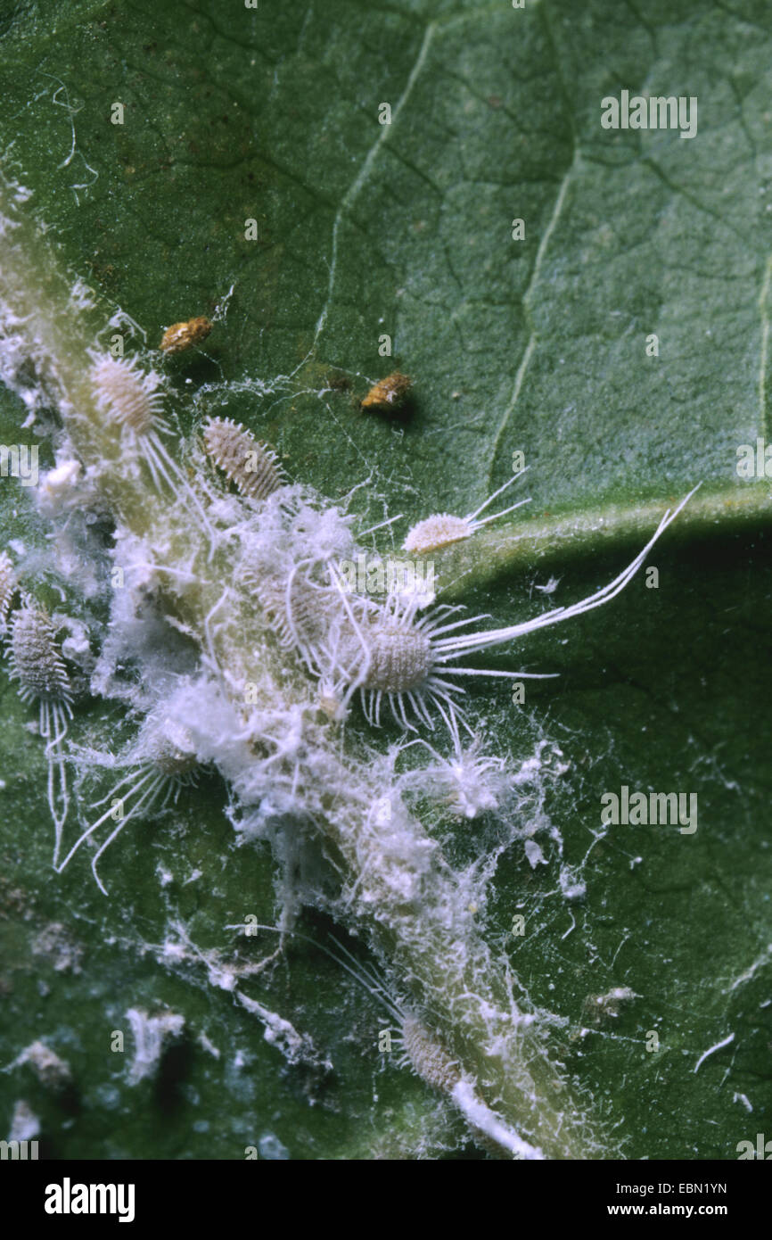 Cochenille farineuse Banque de photographies et d’images à haute ...