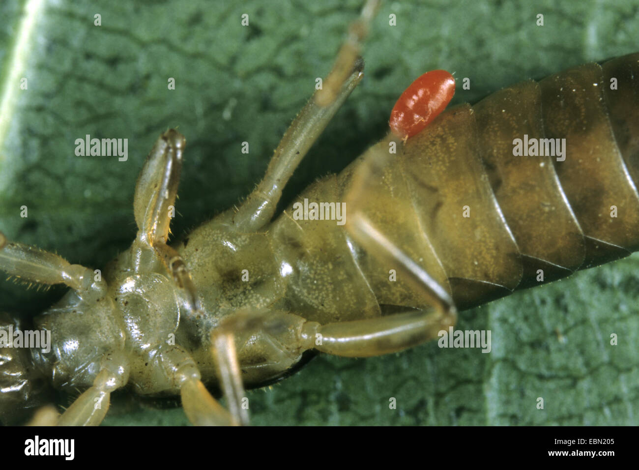 Insecte parasite Banque d'image et photos - Alamy