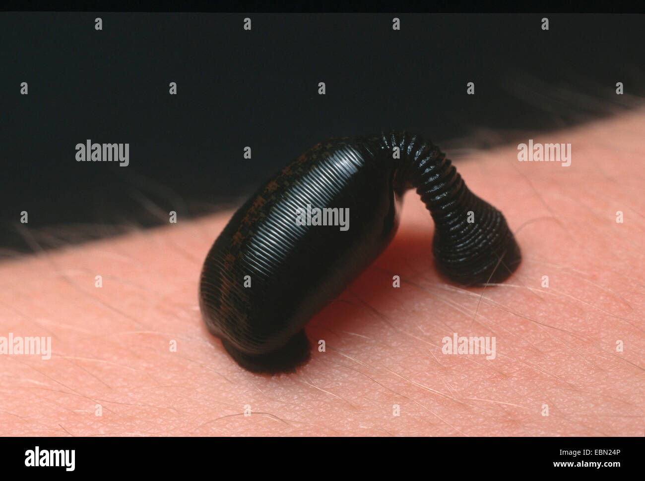 Sangsues médicinales Banque de photographies et d’images à haute ...