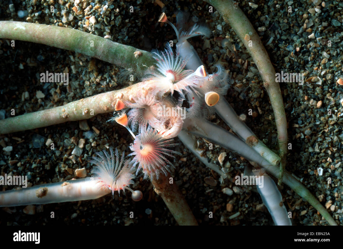 Polychaete worms Banque de photographies et d’images à haute résolution ...