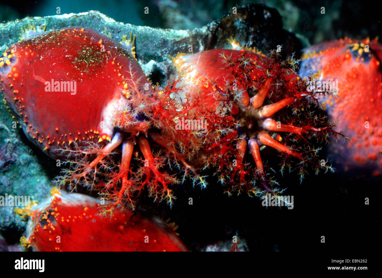 Cucumber animal Banque de photographies et d’images à haute résolution ...