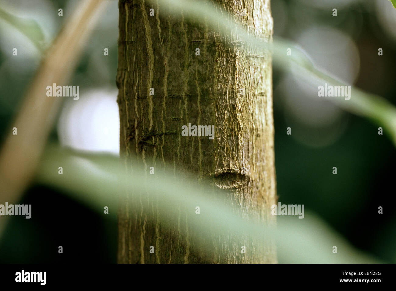Upas tree antiaris toxicaria Banque de photographies et d’images à ...