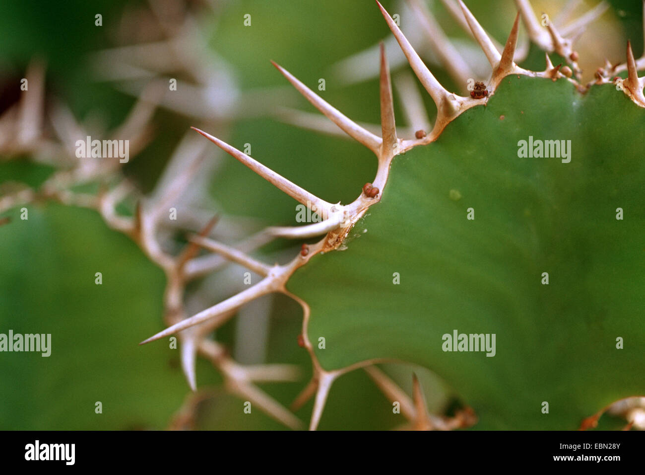 Euphorbia grandicornis Banque de photographies et d’images à haute ...